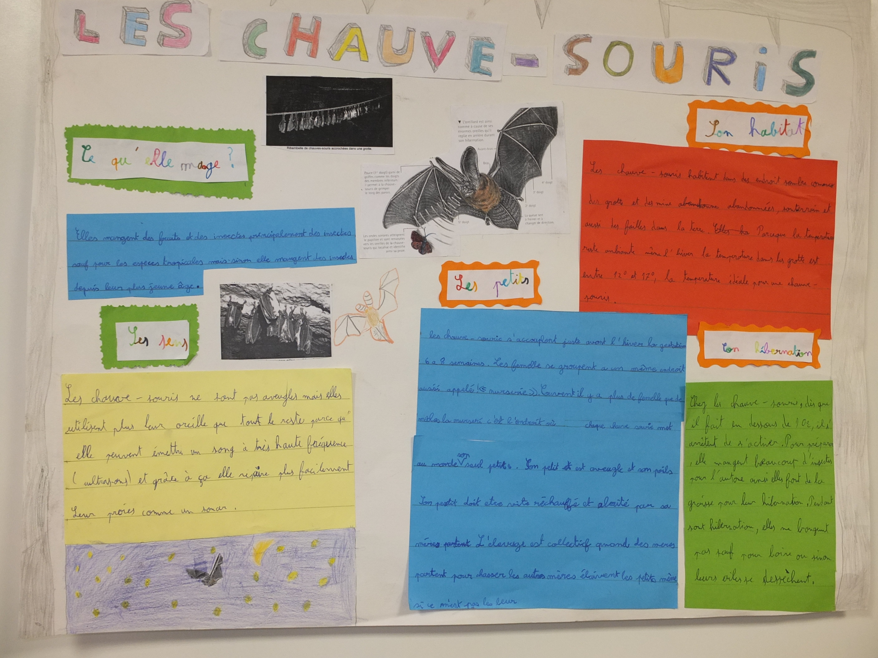 Les chauve-souris - Ecole d'Hémévillers