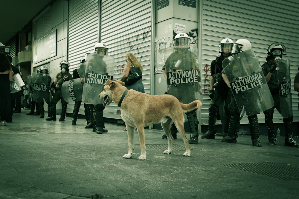 Loukanikos the riot dog - it_english